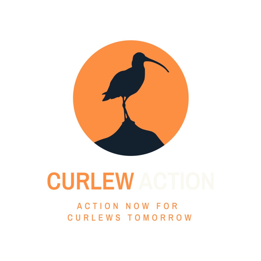 World Curlew Day Resources – Curlew Action