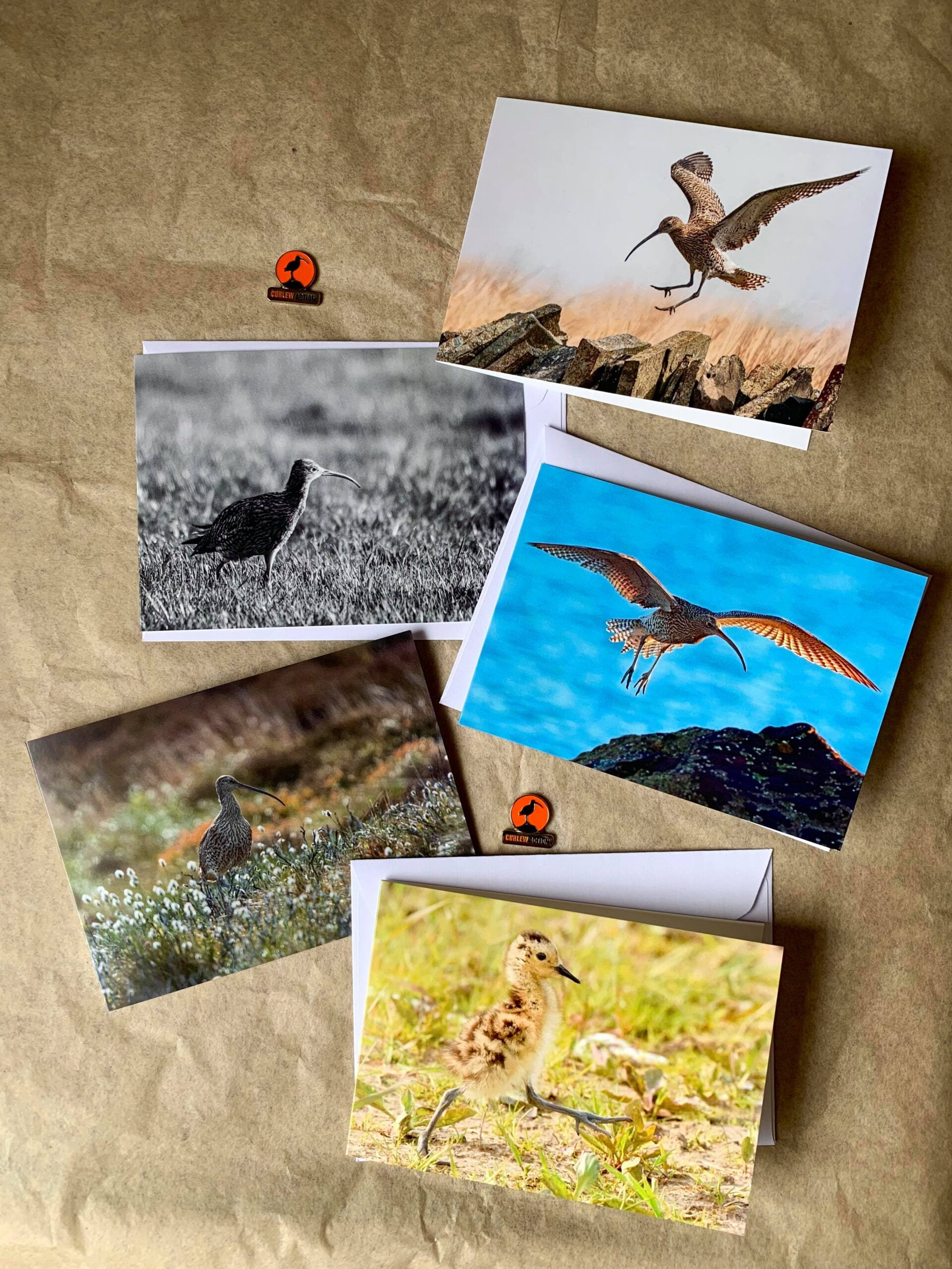 Curlew Action – Dedicated to Curlew Conservation