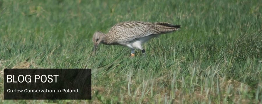 Curlew Action – Action Now for Curlews Tomorrow