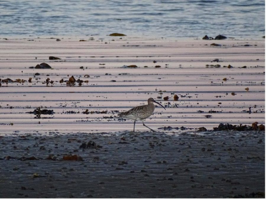 Curlews and conifer plantations in Northern Ireland | Curlew Action