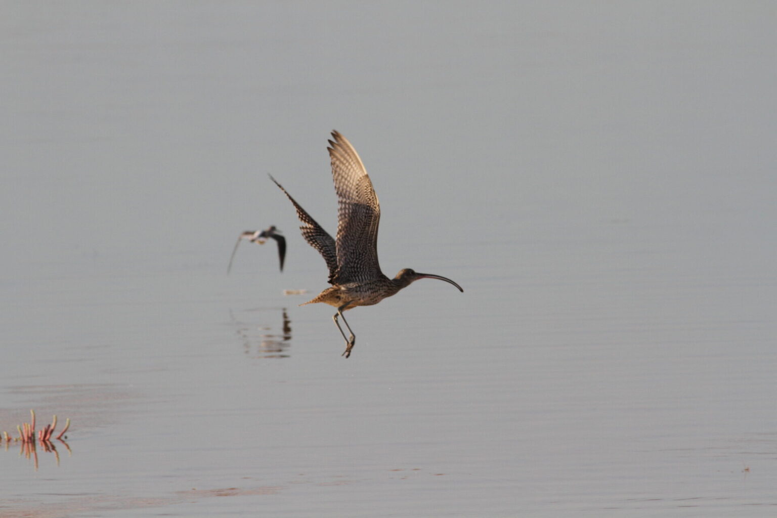 Far-eastern curlew – Curlew Action