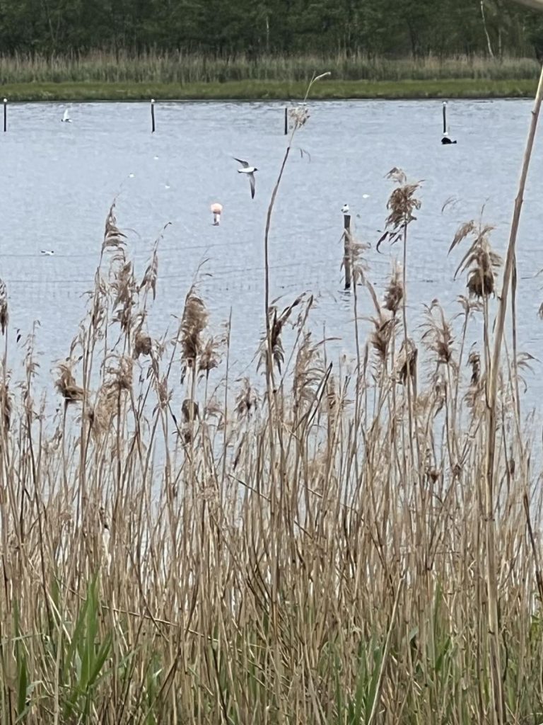 Visit to North Rhine-Westphalia – Curlew Action