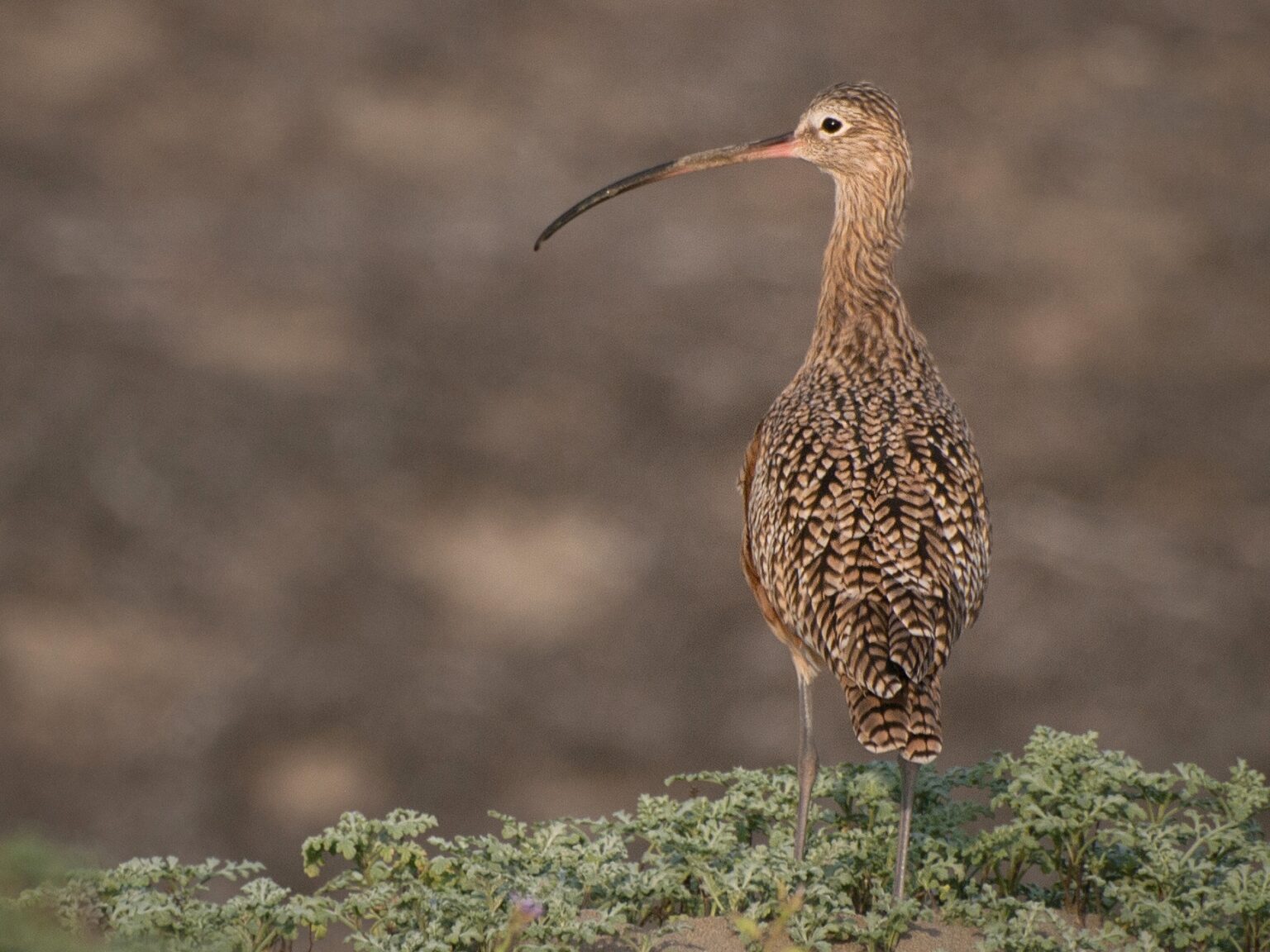 Curlew of the world | Curlew Action