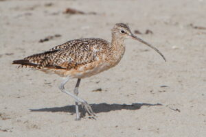 Long-billed curlew – Curlew Action