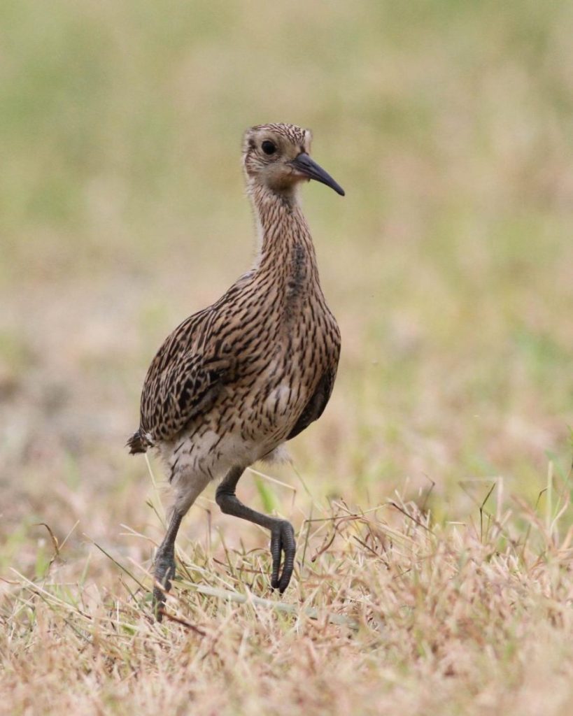 Curlew Breeding Season 2025: A Round-Up from Across the UK – Curlew Action