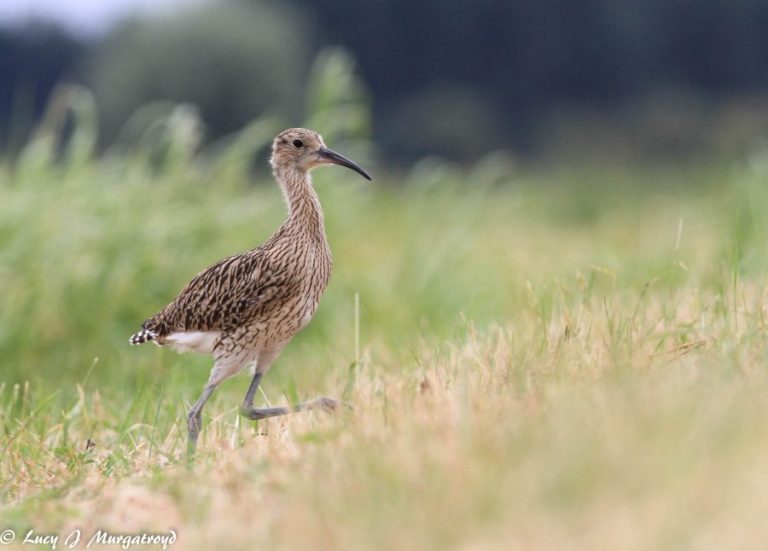 Curlew Breeding Season 2025: A Round-Up from Across the UK – Curlew Action