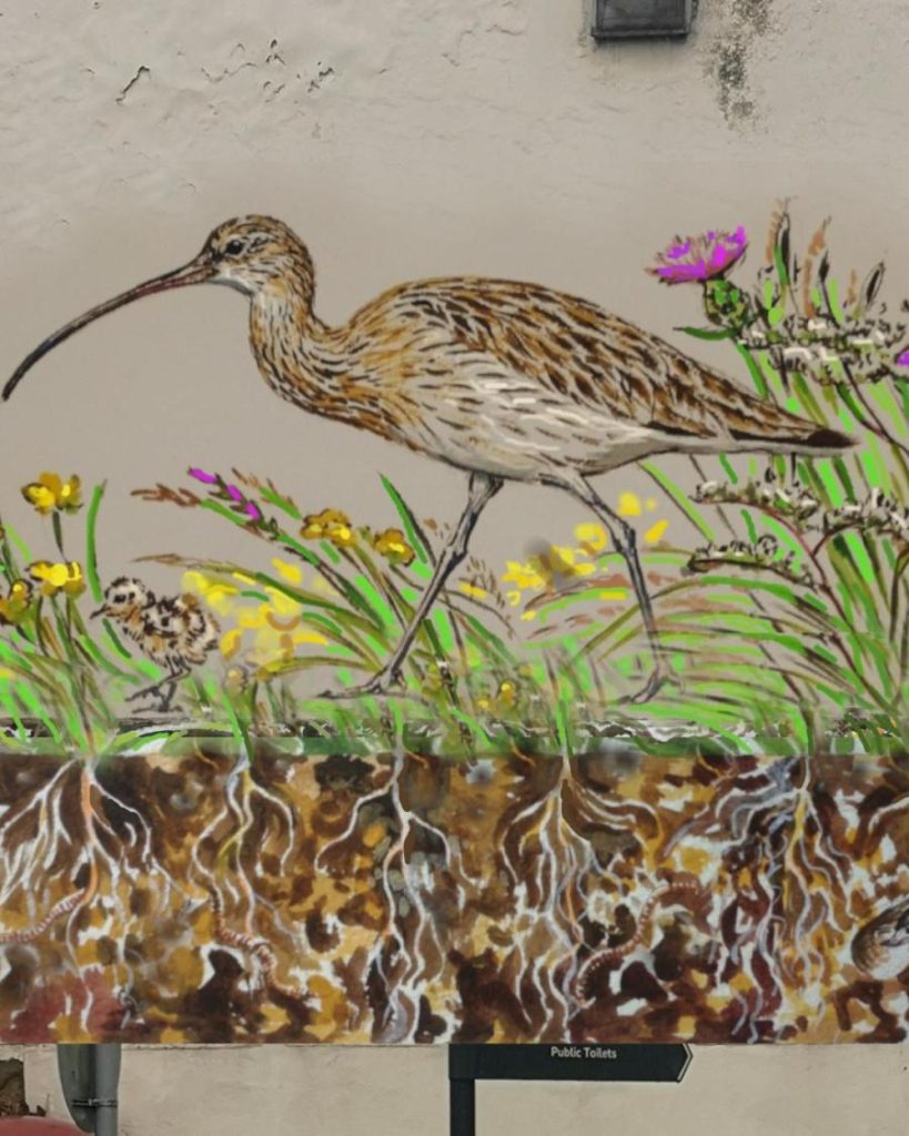 Curlews and the Conservation Dilemma We Need to Talk About – Curlew Action
