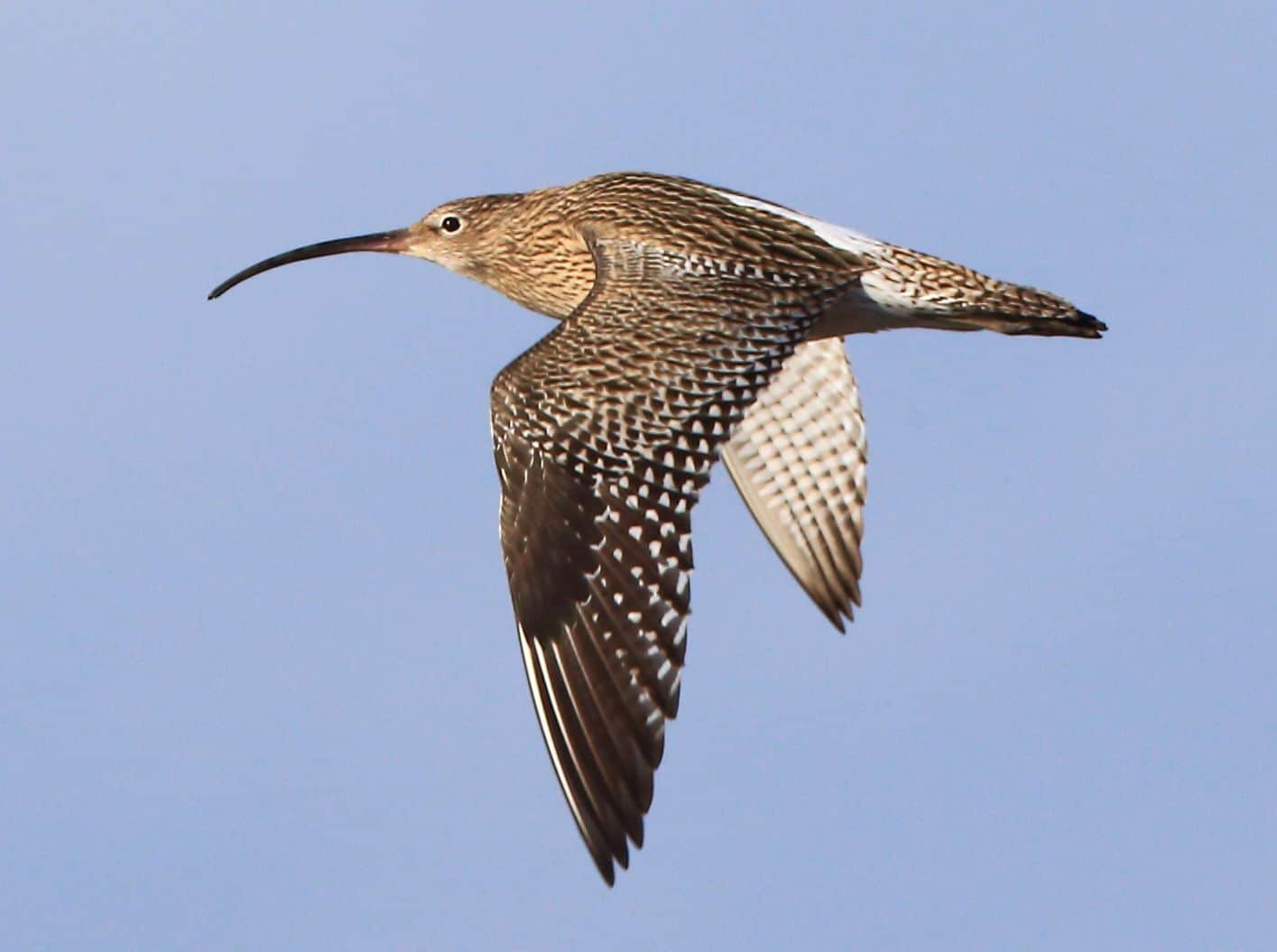 Home - Curlew Action