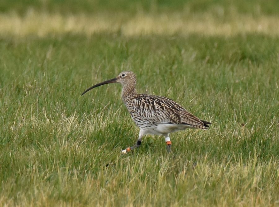 Colour-ringed Curlews on the Usk estuary | Curlew Action