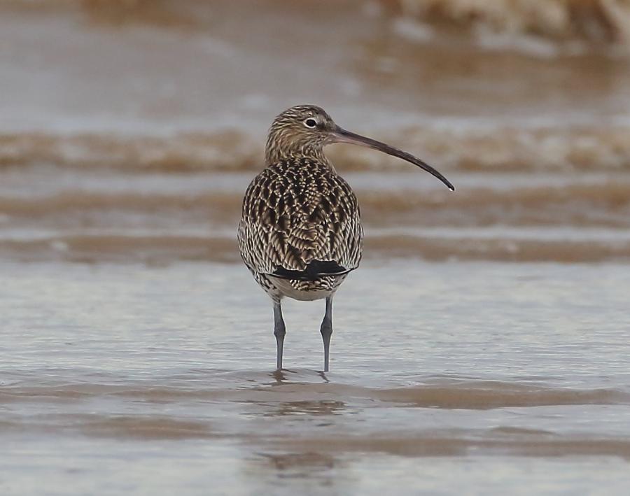 Curlews and the Conservation Dilemma We Need to Talk About – Curlew Action