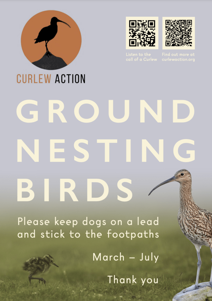 Curlew Action – Action Now for Curlews Tomorrow