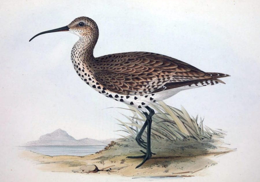 Curlew of the world | Curlew Action