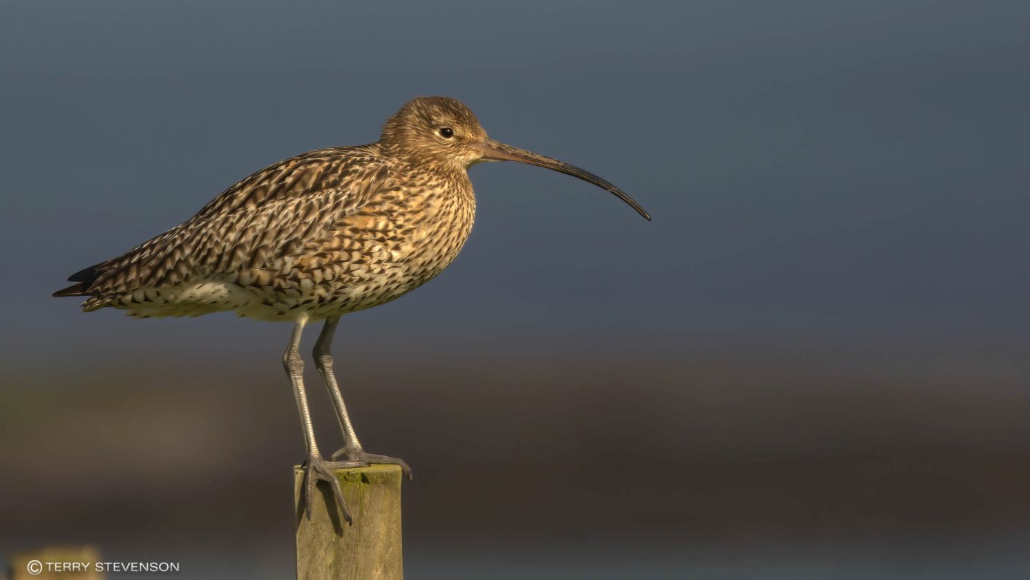 Home - Curlew Action