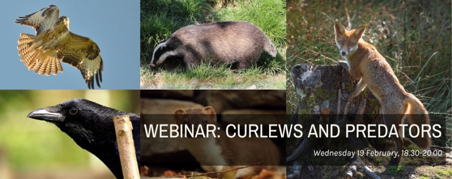 Curlew Action – Action Now for Curlews Tomorrow