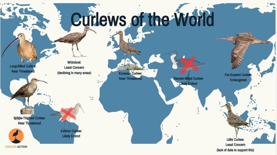 The Bird with No Story – Curlew Action