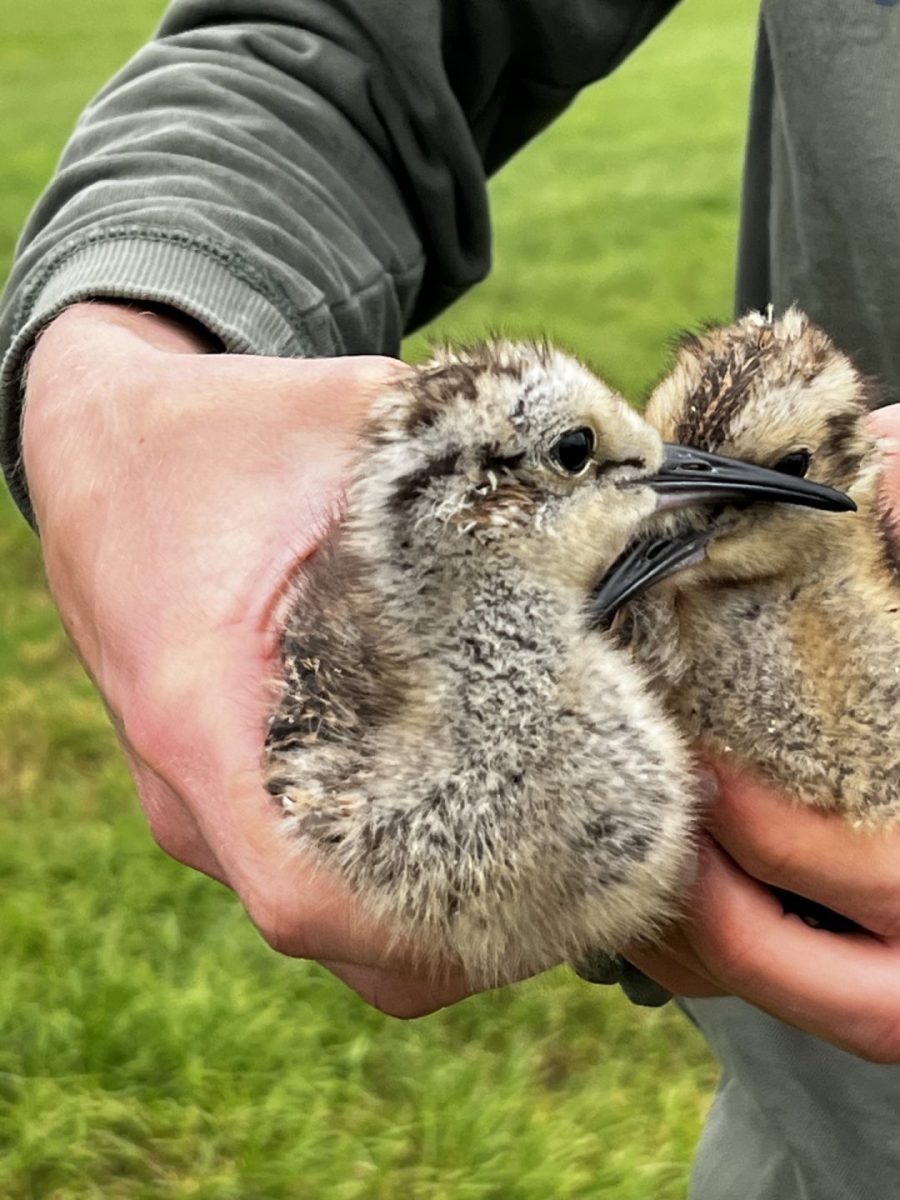 Curlews in the Netherlands – lessons for the UK lowlands? Summary Blog ...